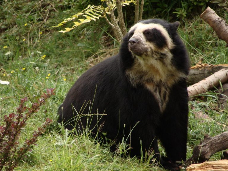 Spectacled Bear - Facts, Habitat, Diet, Life Cycle,, Pictures Spectacled Bear - Facts, Habitat, Diet, Life Cycle,, Pictures