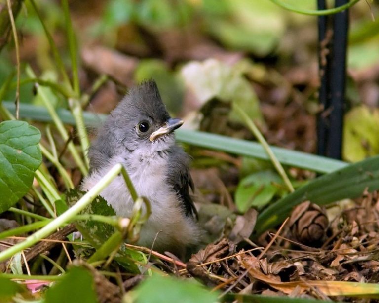 Tufted Titmouse - Facts, Habitat, Diet, Life Cycle, Pictures