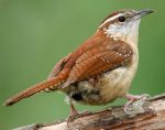 Carolina Wren - Facts, Habitat, Diet, Life Cycle, Pictures, and More