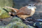 Carolina Wren - Facts, Habitat, Diet, Life Cycle, Pictures, and More
