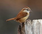 Carolina Wren - Facts, Habitat, Diet, Life Cycle, Pictures, and More