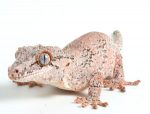 Gargoyle Gecko - Facts, Habitat, Diet, Life Cycle, Pictures
