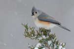 Tufted Titmouse - Facts, Habitat, Diet, Life Cycle, Pictures