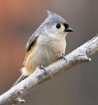 Tufted Titmouse - Facts, Habitat, Diet, Life Cycle, Pictures