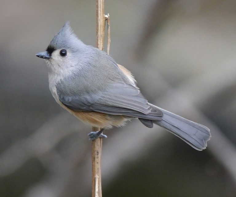 Tufted Titmouse - Facts, Habitat, Diet, Life Cycle, Pictures