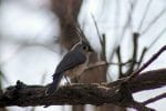 Tufted Titmouse - Facts, Habitat, Diet, Life Cycle, Pictures