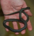 Speckled King Snake - Facts, Habitat, Diet, Life Cycle, Pictures