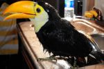 Toco Toucan - Facts, Habitat, Diet, Life Cycle, Pictures