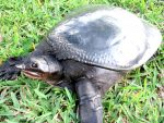 Florida Softshell Turtle - Facts, Habitat, Diet, Life Cycle, Pictures