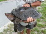 Florida Softshell Turtle - Facts, Habitat, Diet, Life Cycle, Pictures