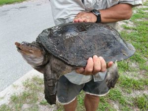 Florida Softshell Turtle - Facts, Habitat, Diet, Life Cycle, Pictures