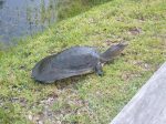 Florida Softshell Turtle - Facts, Habitat, Diet, Life Cycle, Pictures