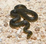 Speckled King Snake - Facts, Habitat, Diet, Life Cycle, Pictures