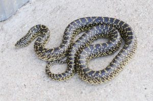 Speckled King Snake - Facts, Habitat, Diet, Life Cycle, Pictures