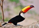 Toco Toucan - Facts, Habitat, Diet, Life Cycle, Pictures