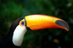 Toco Toucan - Facts, Habitat, Diet, Life Cycle, Pictures