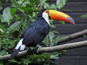 Toco Toucan - Facts, Habitat, Diet, Life Cycle, Pictures