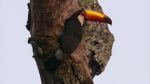 Toco Toucan - Facts, Habitat, Diet, Life Cycle, Pictures