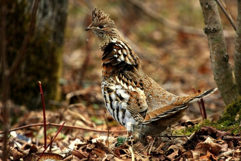 Ruffed Grouse - Facts, Habitat, Diet, Life Cycle, Pictures, and More