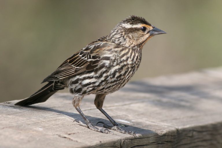 Red-Winged Blackbird - Facts, Habitat, Diet, Life Cycle, Pictures