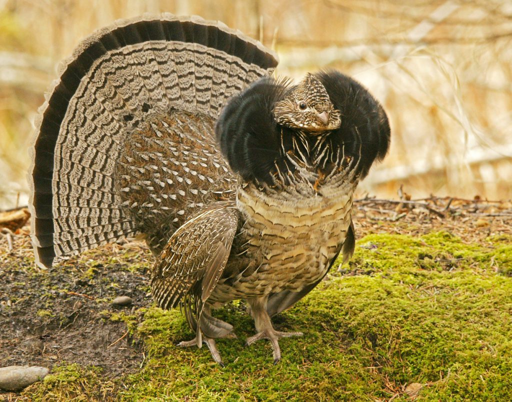 Ruffed Grouse - Facts, Habitat, Diet, Life Cycle, Pictures, and More
