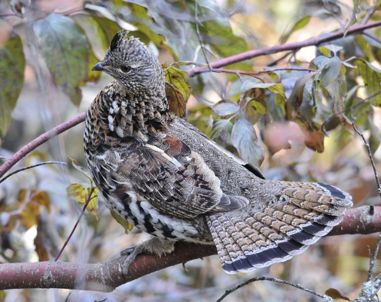 Ruffed Grouse - Facts, Habitat, Diet, Life Cycle, Pictures, and More