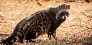 African Civet - Facts, Habitat, Diet, Musk, Life Cycle, Pictures