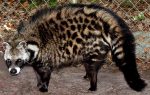 Asian Palm Civet - Facts, Habitat, Diet, Life Cycle, Pictures