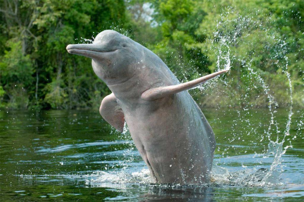 Pink Amazon River Dolphin - Facts, Habitat, Diet, Life Cycle, Pictures