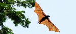Giant Golden-Crowned Flying Fox Bat - Facts, Habitat, Diet, Life Cycle ...