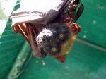 Giant Golden-Crowned Flying Fox Bat - Facts, Habitat, Diet, Life Cycle ...