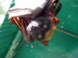 Giant Golden-Crowned Flying Fox Bat Facts, Habitat, Diet, Life Cycle ...