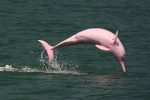 Pink Amazon River Dolphin - Facts, Habitat, Diet, Life Cycle, Pictures