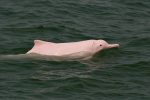 Pink Amazon River Dolphin - Facts, Habitat, Diet, Life Cycle, Pictures