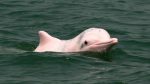 Pink Amazon River Dolphin - Facts, Habitat, Diet, Life Cycle, Pictures