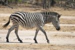 Plains Zebra - Facts, Habitat, Diet, Life Cycle, Pictures, and More