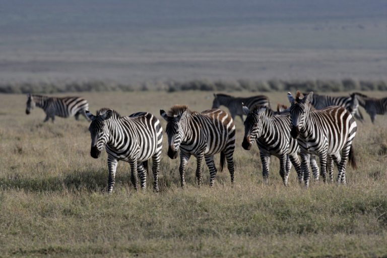 Plains Zebra - Facts, Habitat, Diet, Life Cycle, Pictures, and More