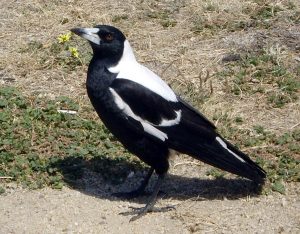 Australian Magpie Facts, Habitat, Diet, Life Cycle, Baby, Pictures