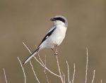 Loggerhead Shrike - Facts, Habitat, Diet, Life Cycle, Pictures