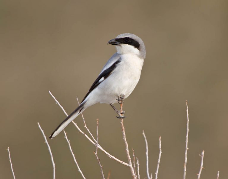 Loggerhead Shrike - Facts, Habitat, Diet, Life Cycle, Pictures