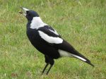 Australian Magpie Facts, Habitat, Diet, Life Cycle, Baby, Pictures