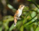 Rufous Hummingbird - Migration Range, Diet, Facts, Pictures