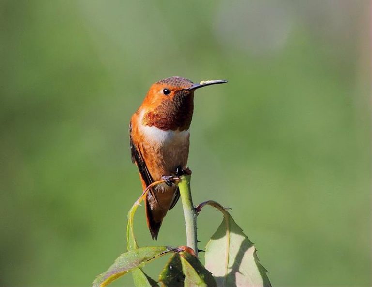 Rufous Hummingbird - Migration Range, Diet, Facts, Pictures