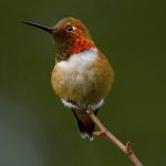 Rufous Hummingbird - Migration Range, Diet, Facts, Pictures