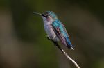 Bee Hummingbird - Facts, Habitat, Diet, Life Cycle, Pictures