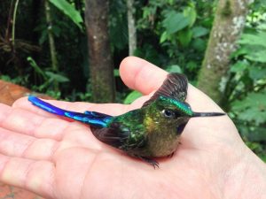 Bee Hummingbird - Facts, Habitat, Diet, Life Cycle, Pictures