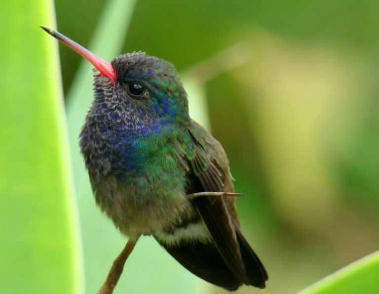 Bee Hummingbird - Facts, Habitat, Diet, Life Cycle, Pictures