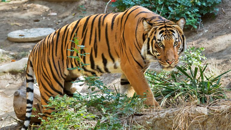 Tiger Facts, Types, Classification, Habitat, Diet, Adaptations, Pictures