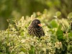 Vampire Finch - Facts, Habitat, Blood Sucking Diet, Life Cycle, Pictures