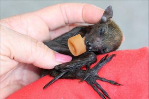 Grey Headed Flying Fox - Facts, Diet, Habitat, Photos, Video